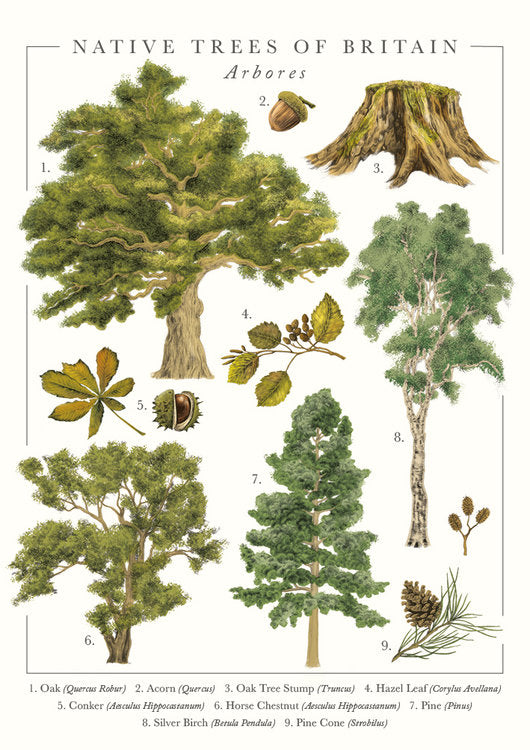 The Art File - Native Trees– Postmark